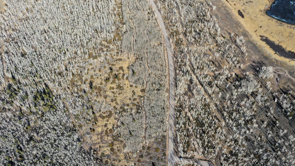 The Oldest Trees in the World - TRAVELBOOK