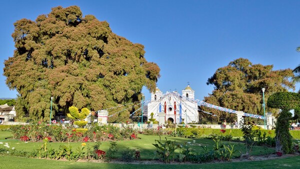 Árbol del Tule: The Thickest Tree in the World Located in Mexico