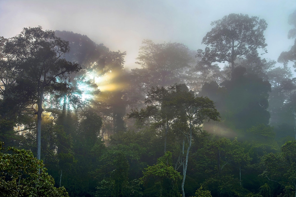Tabin Wildlife Reserve: Top Destination for Sustainable Safaris