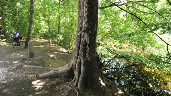 What's Behind the "Pinkelbaum" in Frankfurt am Main