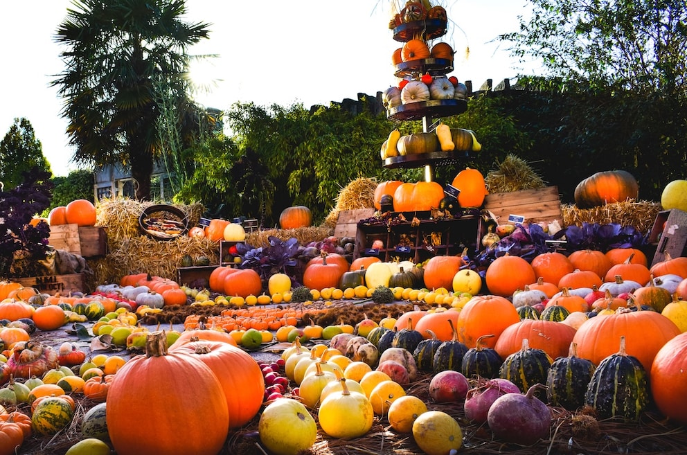 Pumpkin Farms and Festivals in Germany: Highlights