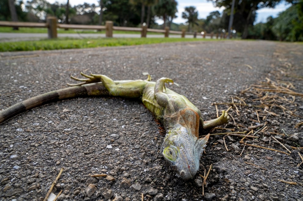 In Florida, Iguanas Fall From Trees Due to the Cold