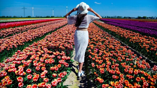 The 5 Best Destinations for Tulip Enthusiasts